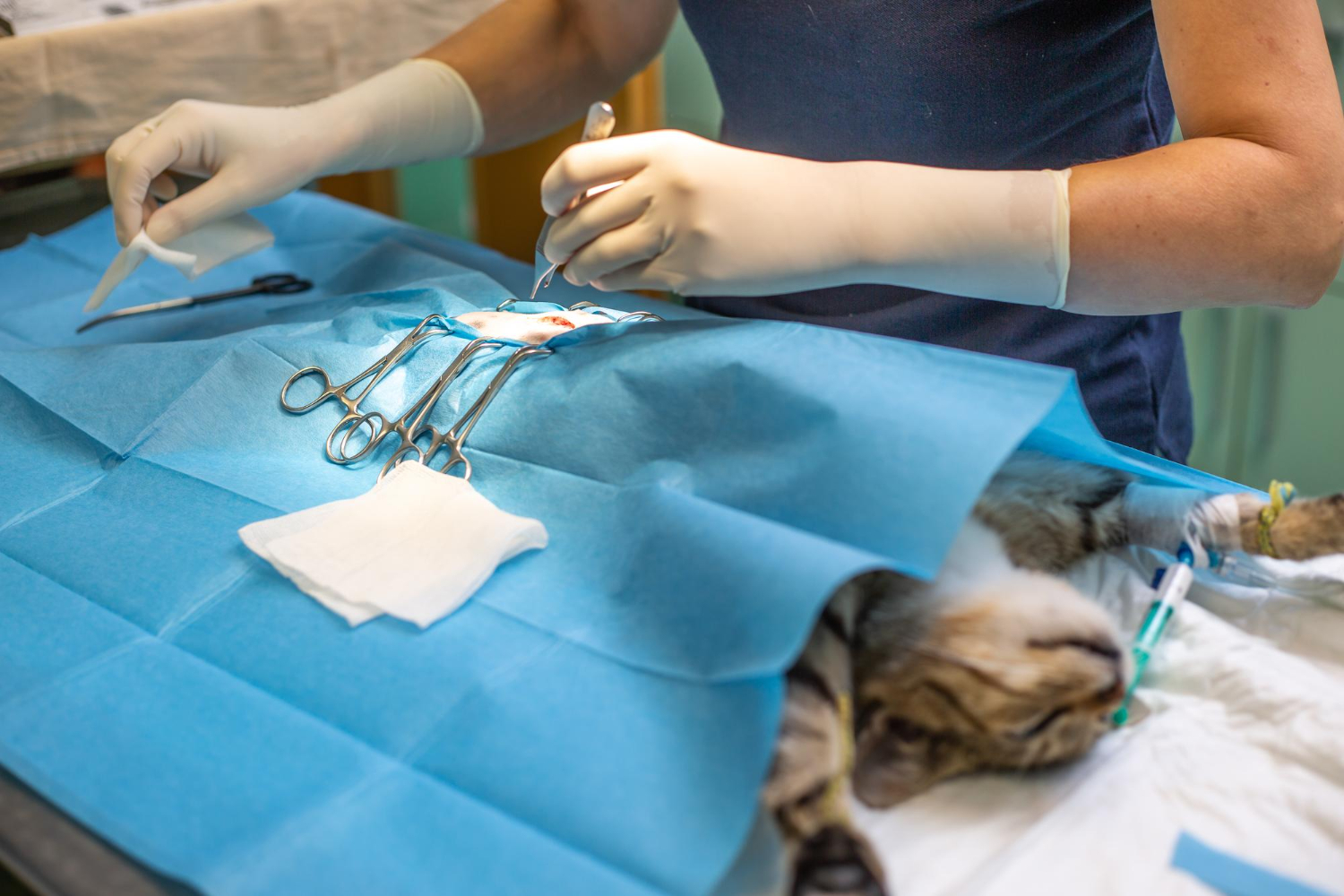 Esplenectomía en perros y gatos: cuidados y pronóstico | ArkaVet